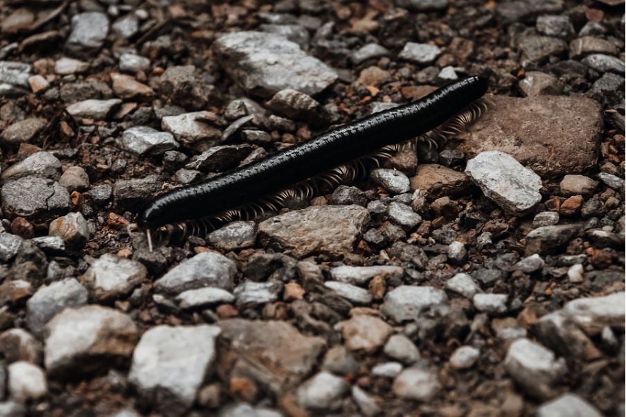 Buy Centipede Infestation Treatment and Pest Control - Agrofog